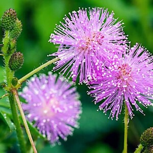 10 Seeds Dwarf (mimosa Pudica) "sensitive Plant" Tropical Houseplant ...