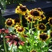 30 Rudbeckia Solar Eclipse Flower Seeds Perennial Garden Backyard - Etsy
