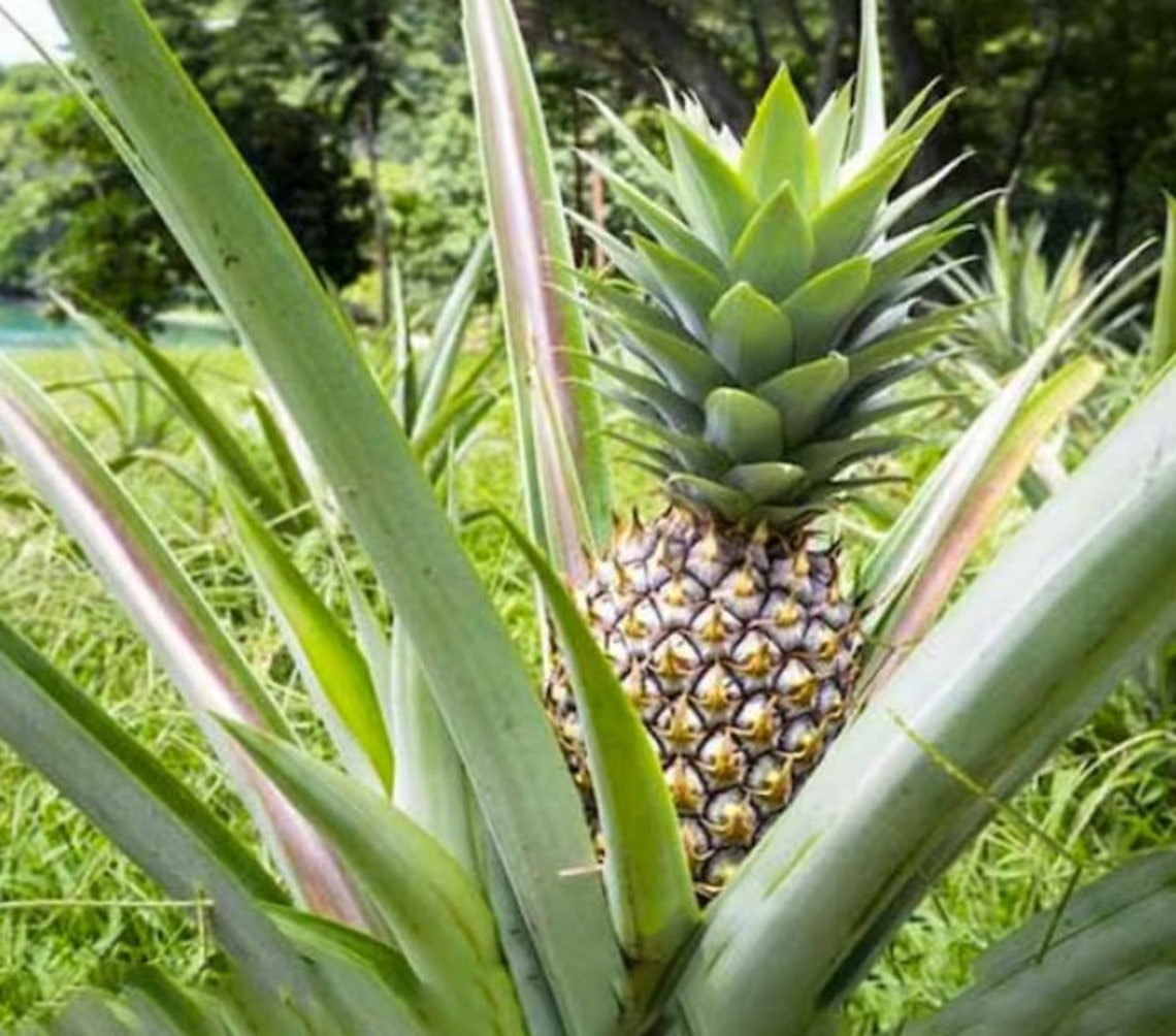 Pineapple Elite Gold Live Plant Edible Fruit Ananas Comosus | Etsy