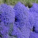 50+ Aubrieta Bright Blue Rock Cress Flower Seeds Perennial Deer ...