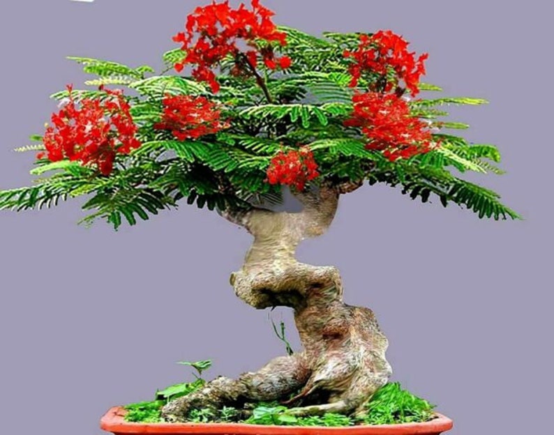 10 Seeds ROYAL POINCIANA RED Flame Tree Delonix Regia Tropical ...