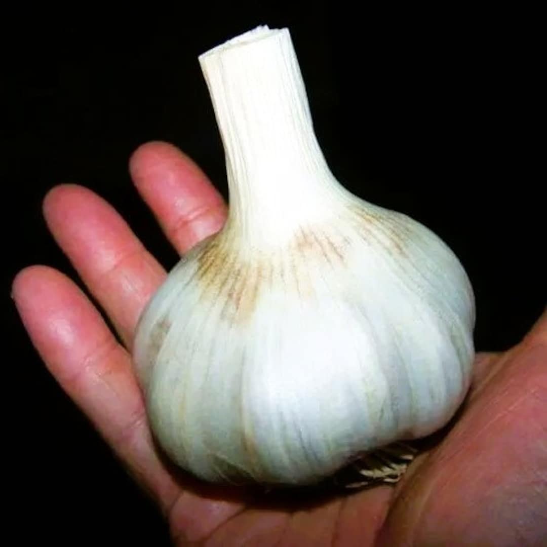 100 German Giant Garlic Seeds Bulb Seed, Organic Natural Planting, Home ...