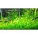 6 Vallisneria Jungle Val Plants Fresh Live Aquarium Plants - Etsy