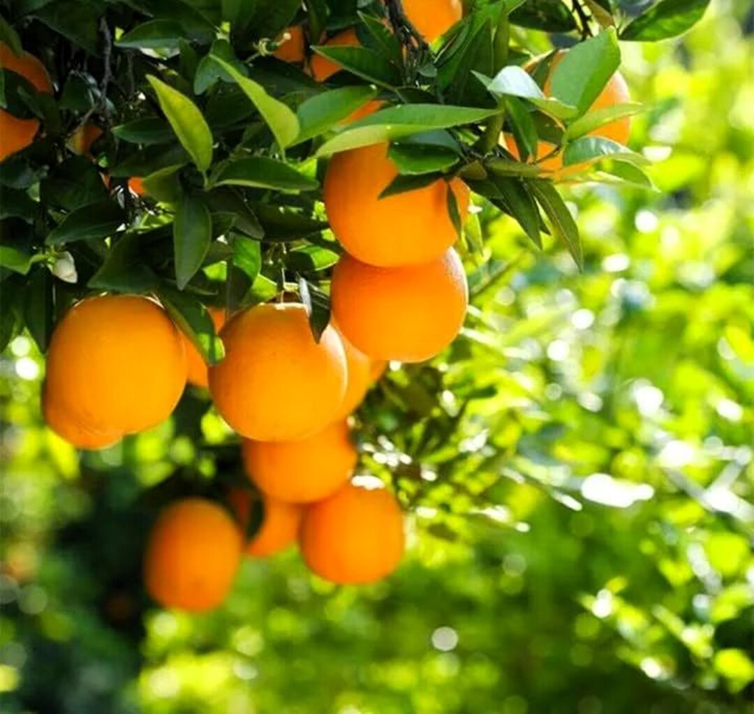 50+ Dwarf Bonsai Fruit Tree Seeds Lemon Cherry Mix, Planting Kit, Gardening Gift Idea, Seed ...