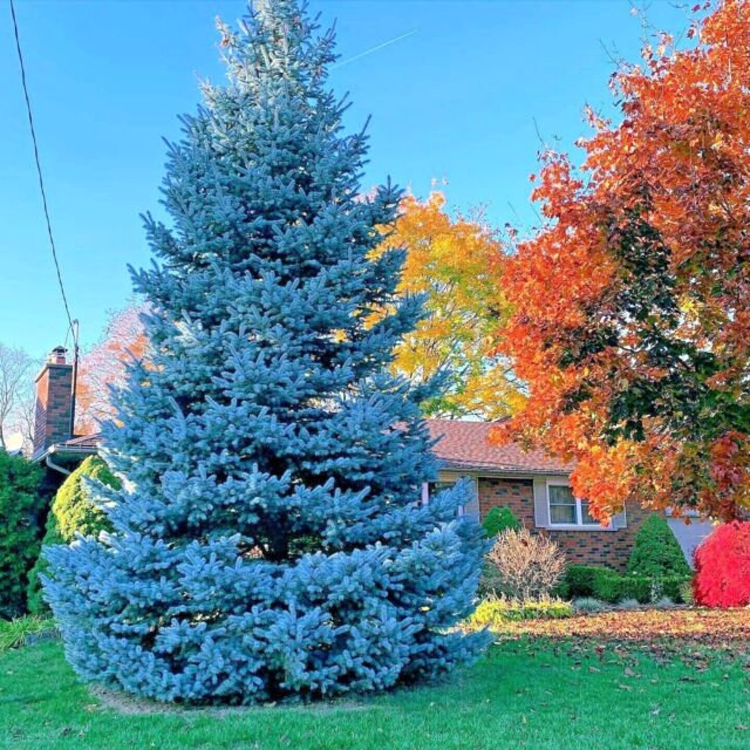 80 Seeds COLORADO BLUE Spruce Tree Seeds (picea Pungens) "glauca" Cold ...
