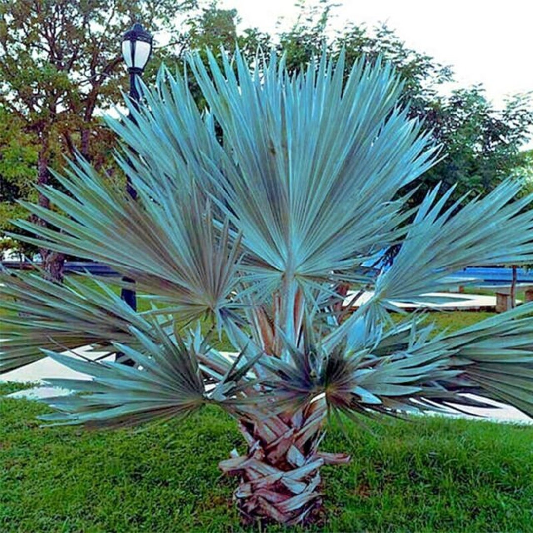 5 Mexican Blue Hesper Fan Palm Tree Seeds Grey Goddess Tropical Cold ...
