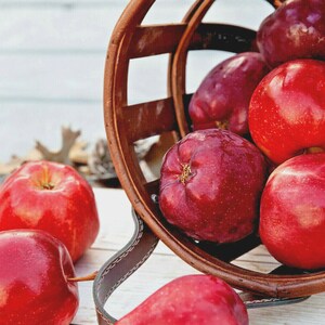 20 Seeds Paradise Apple (malus Domestica) | Edible Sweet Fruit Tree - Etsy