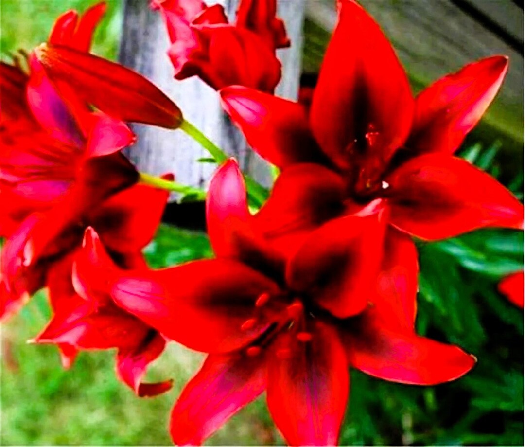 20 Deep Red Lily Rare Flower Seeds, Exotic Bloom Plant, Home Garden ...