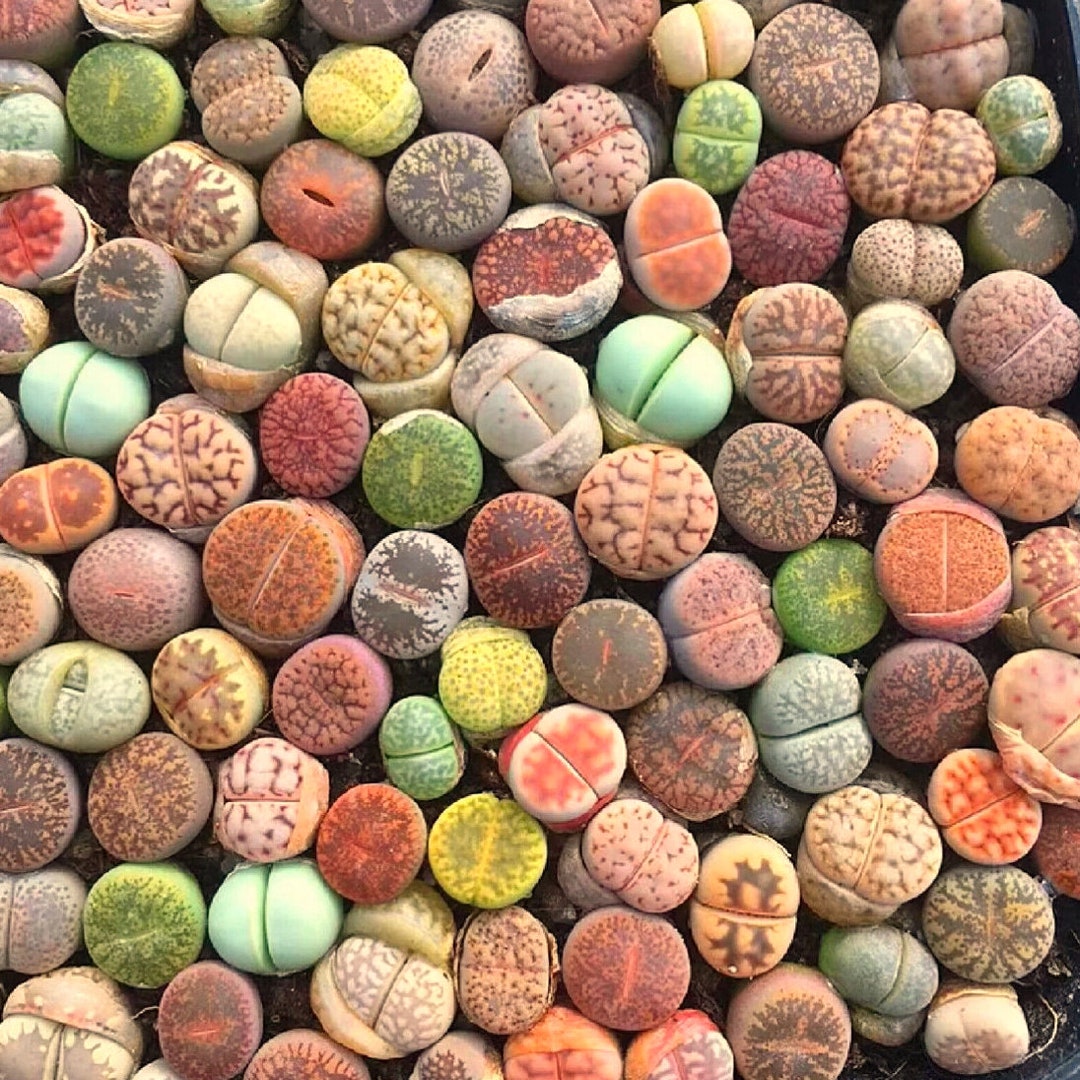 100 Seeds | Assorted Succulent Plant Seeds Lithops Seeds Living Stones ...