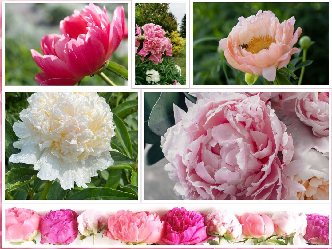 10 Seeds Peony Mix (paeonia Suffruticosa) Tree Bush Flower - Etsy