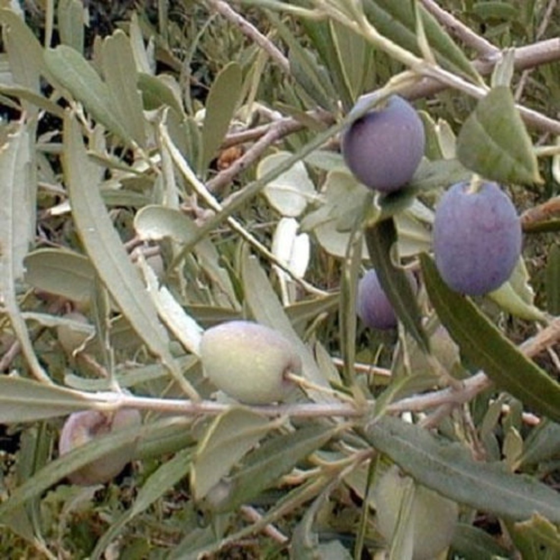 Olive Tree Oblonga Olea Europaea Live Plant Canning Olive Oil - Etsy