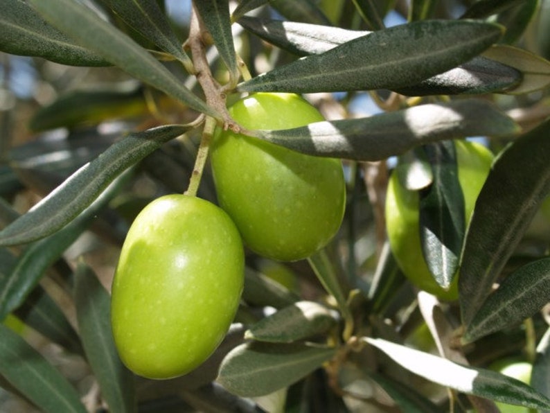 Olive Tree Oblonga Olea Europaea Live Plant Canning Olive Oil - Etsy