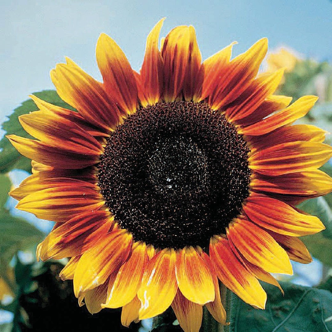 30 Rudbeckia Solar Eclipse Flower Seeds Perennial Garden Backyard - Etsy