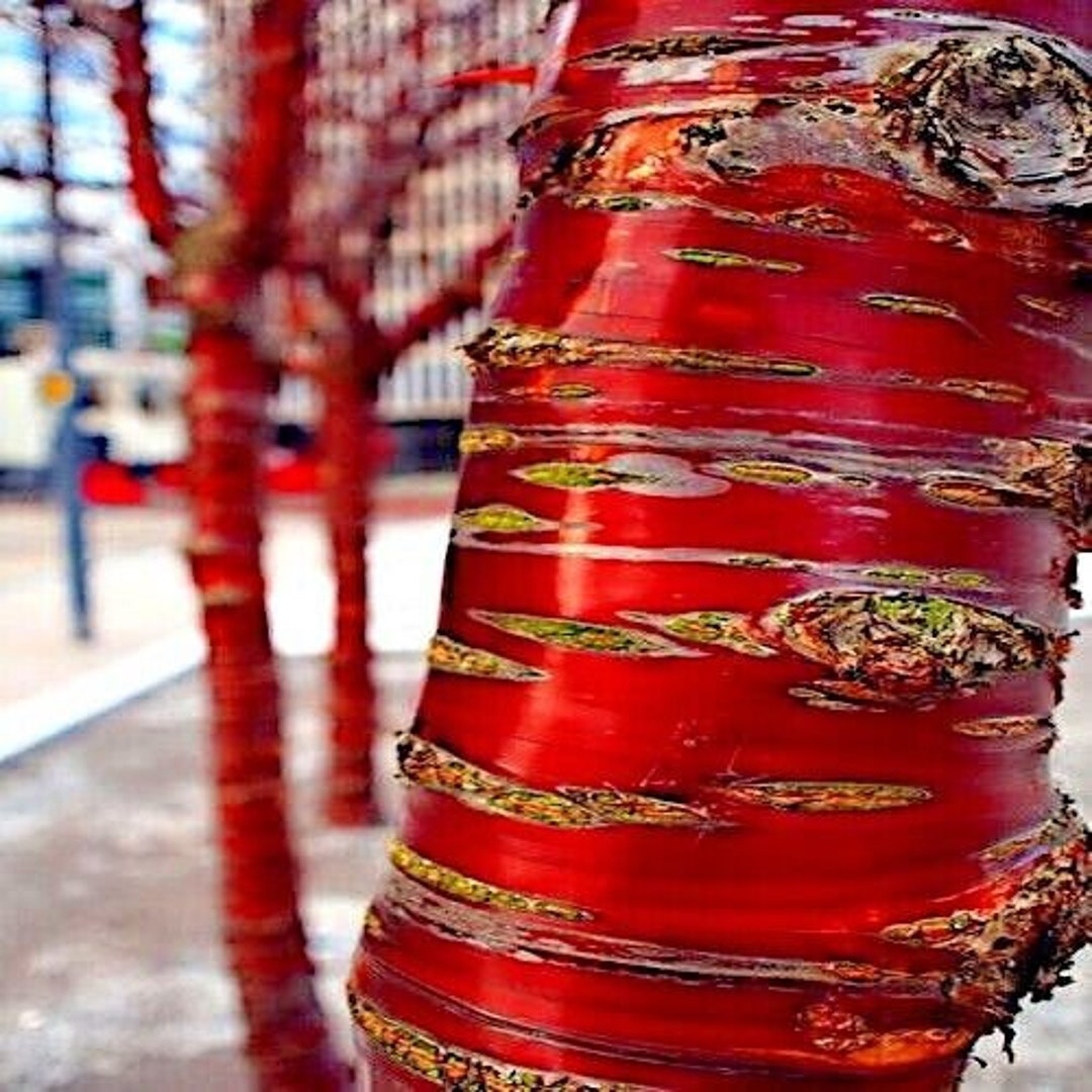 20 Seeds Tibetan Paper Birchbark Cherry Tree Seeds Prunus Serrula Hardy ...