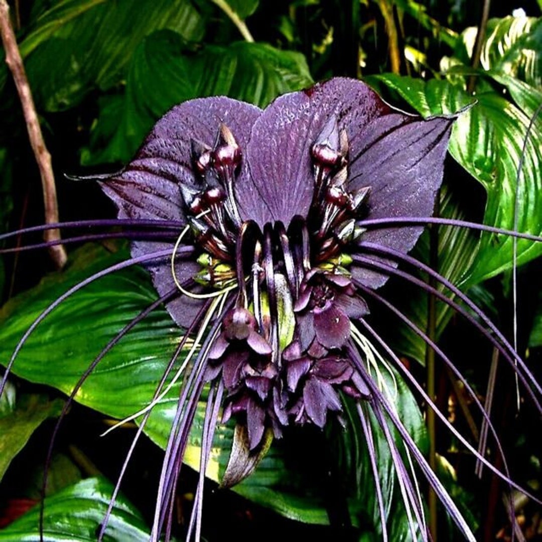 10 Seeds Black Bat Orchid Flower Seeds (tacca Chantrieri) Garden ...