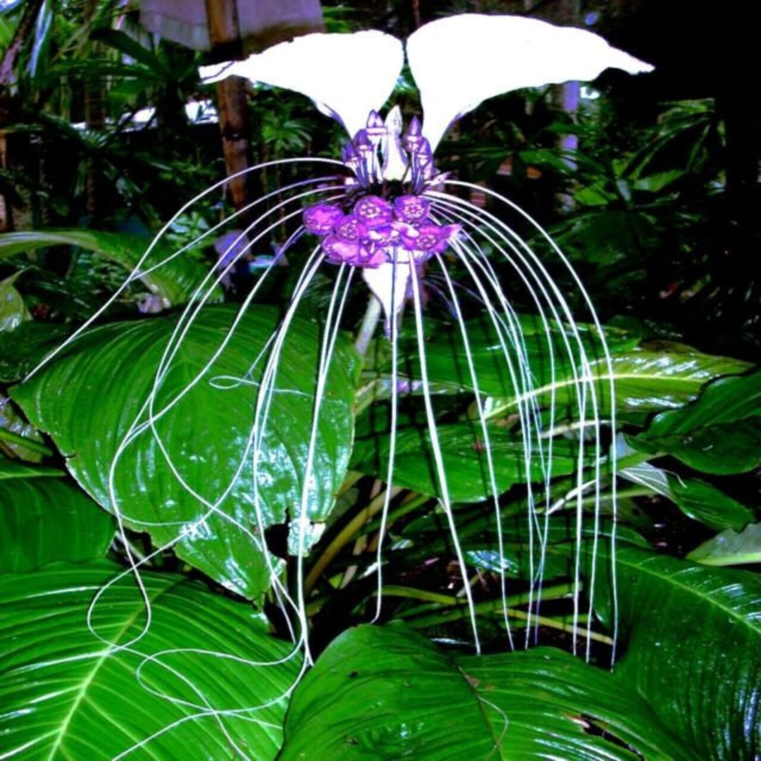 10 White Bat Orchid Flower Seeds (tacca Integrifolia) Exotic Tropical ...