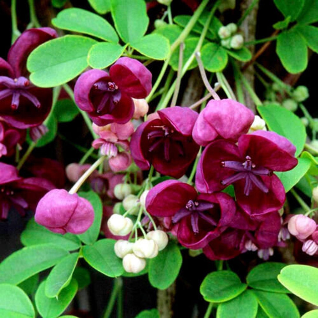 10 SEEDS CHOCOLATE VINE (akebia Quinata) Fruit & Flower Climber Plant ...