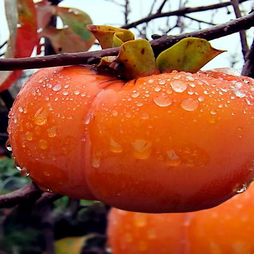 5 Diospyros Kaki Seeds, Japanese Persimmon Tree Seeds, Hardy Garden ...