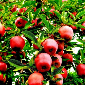 20 Seeds Paradise Apple (malus Domestica) | Edible Sweet Fruit Tree - Etsy