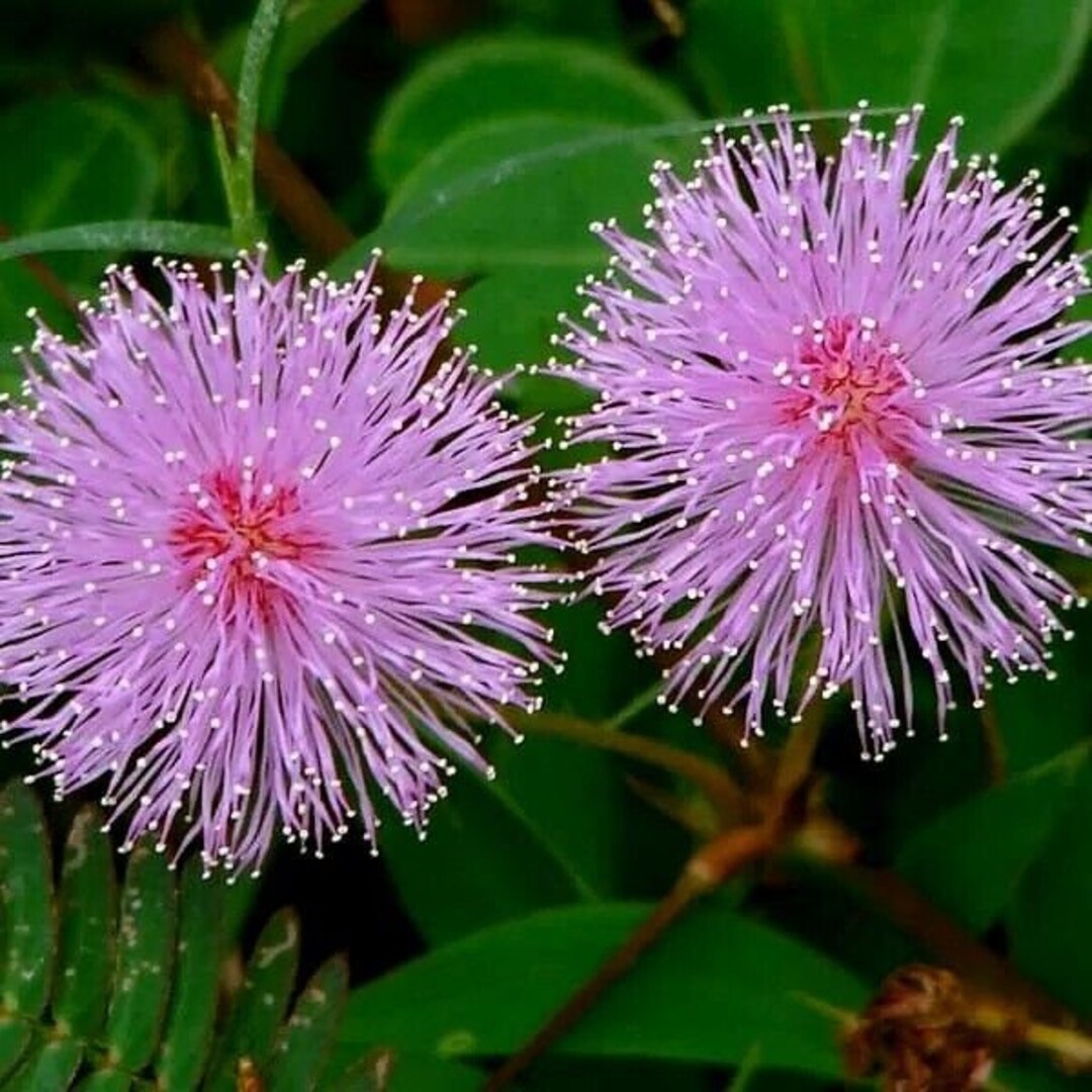 10 Seeds Dwarf (mimosa Pudica) "sensitive Plant" Tropical Houseplant ...