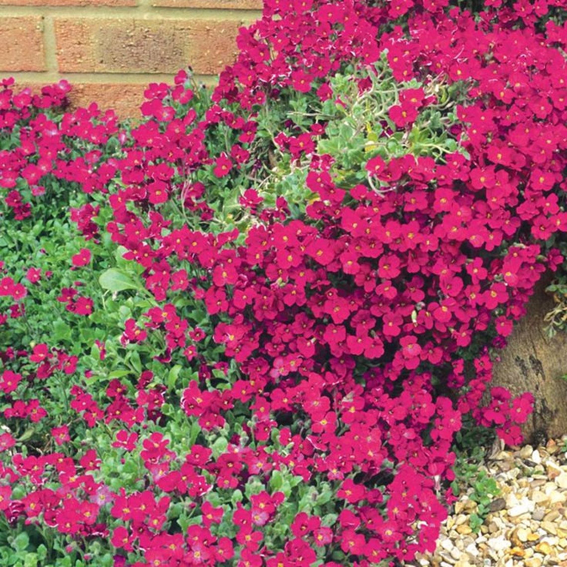 50 Aubrieta Bright Red Rock Cress Flower Seeds Perennial Deer | Etsy