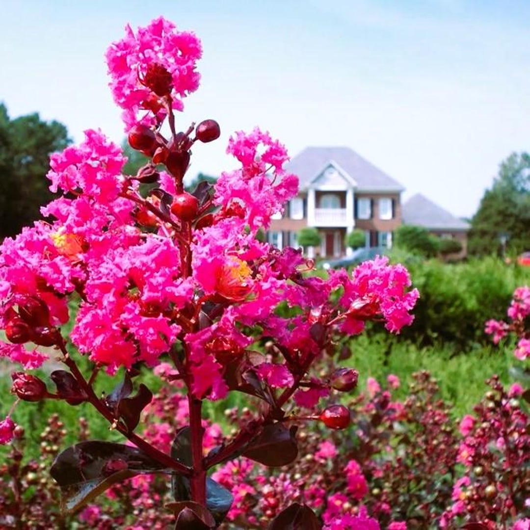 30+ Crepe Myrtle Tree Seeds – Fast-growing Lilac Blooms for Vibrant ...