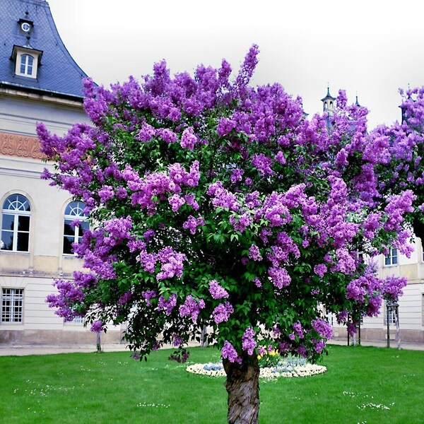 Lilac Seeds - Etsy