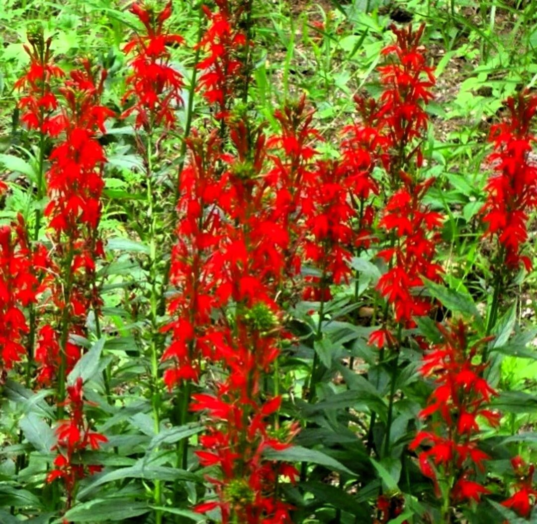700 Cardinal Flower Seeds Wildflower, Lobelia Cardinalis, Garden Seeds ...