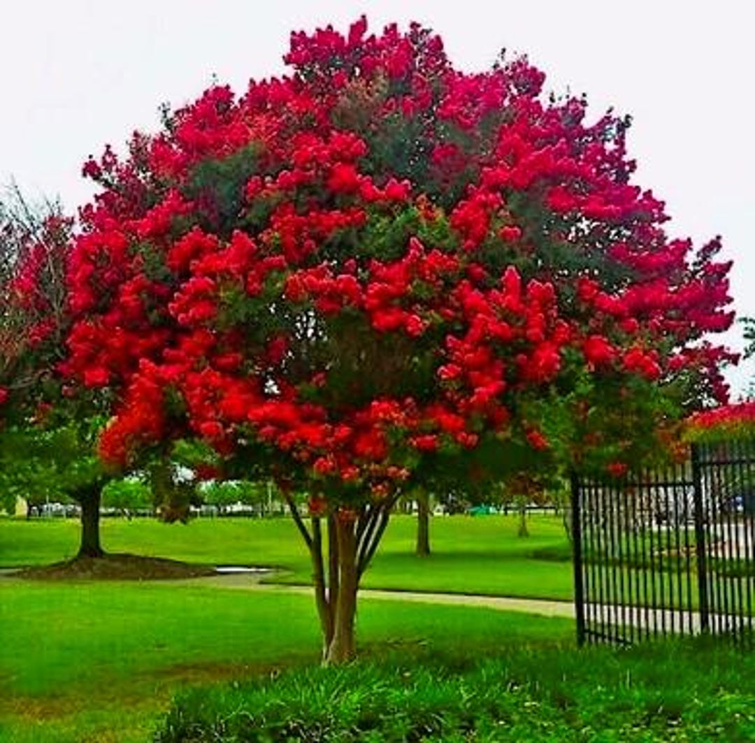 25 Crape Myrtle Tree Seeds – Fast-growing Lilac Blooms for Vibrant ...