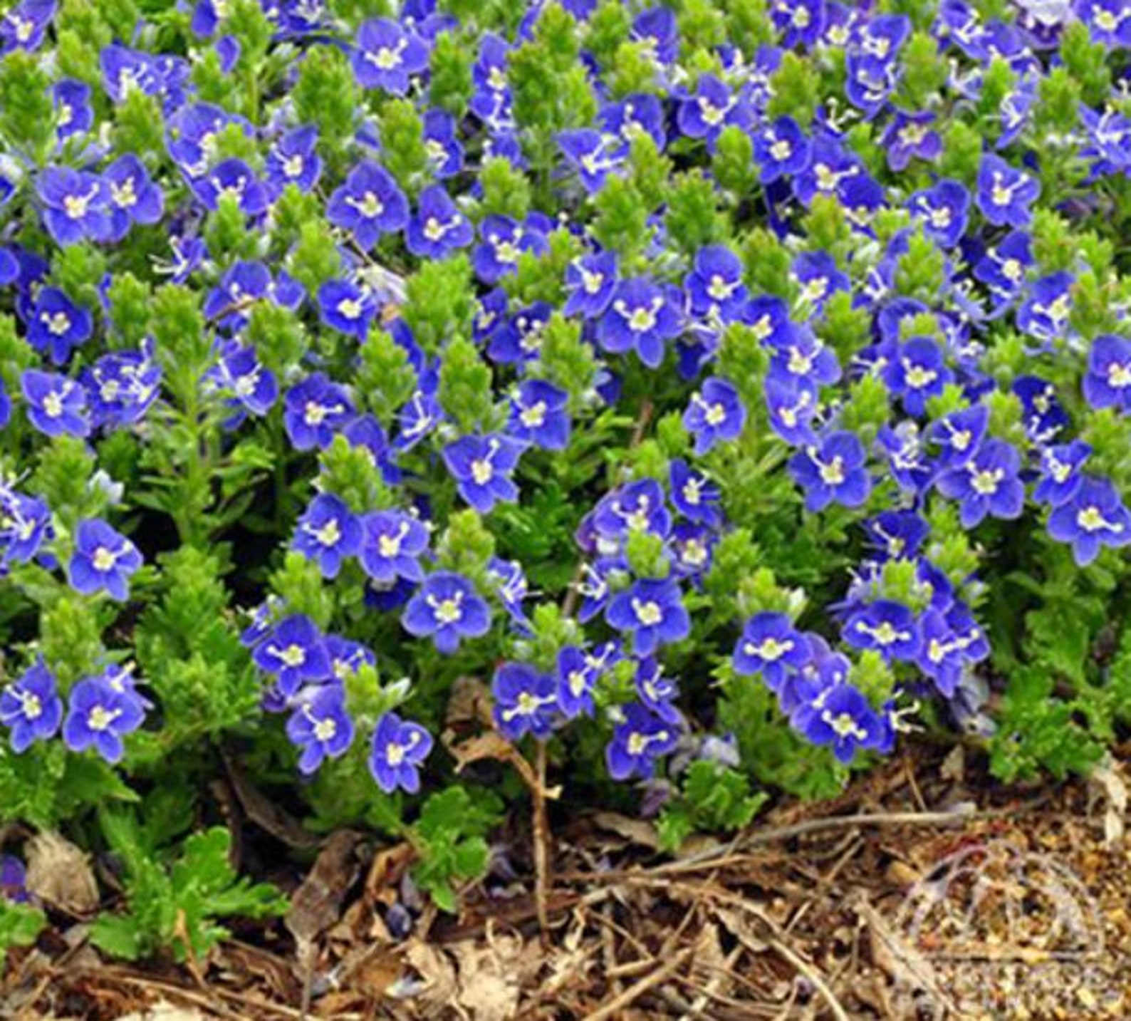 50 Veronica Creeping Blue Speedwell Perennial Flower Seeds - Etsy
