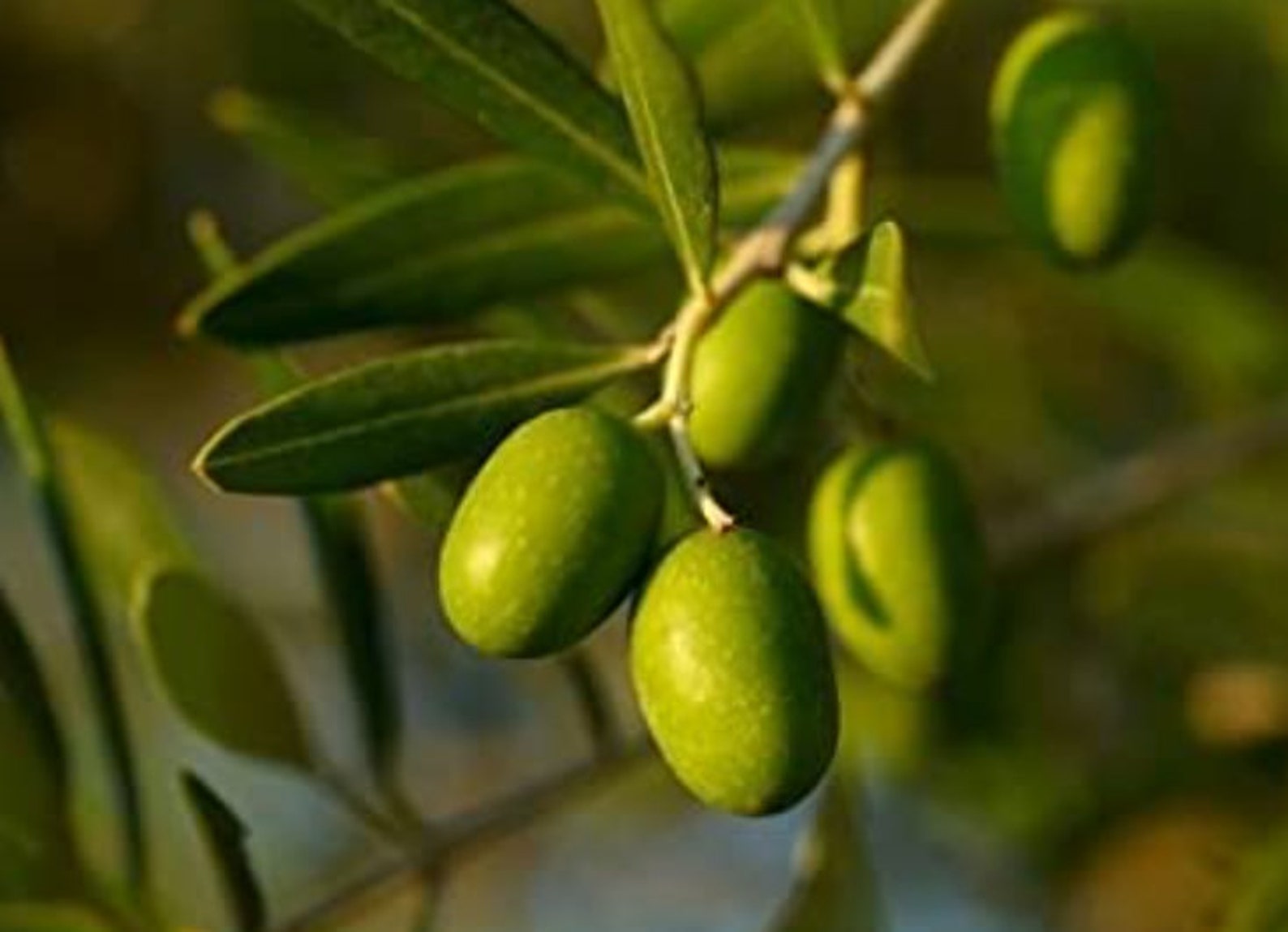 Olive Tree Oblonga Olea Europaea Live Plant Canning Olive Oil - Etsy
