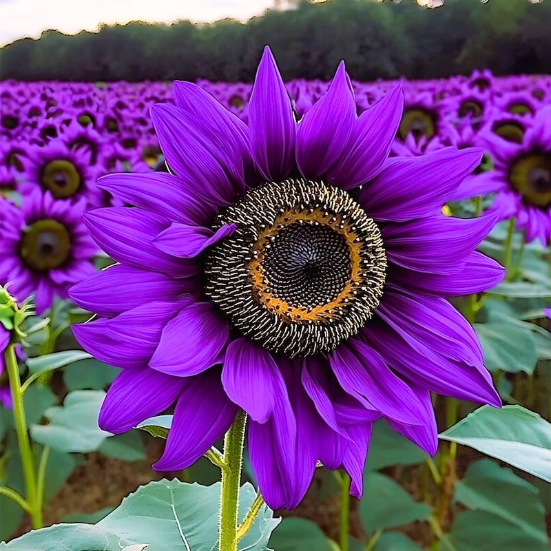 Purple Sunflower - Etsy