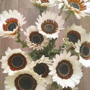 50+ Venidium Monarch White Flower Seeds Annual Garden Backyard - Etsy