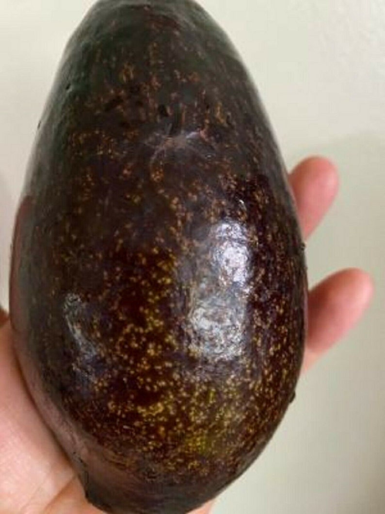 Blas Avocado A Flower Type Rare Variety of Black Avocado- 1 Seed- Easy ...