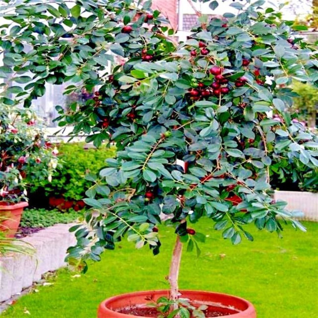 20 Strawberry Guava Tree Seeds (psidium Cattleianum) Edible Garden ...