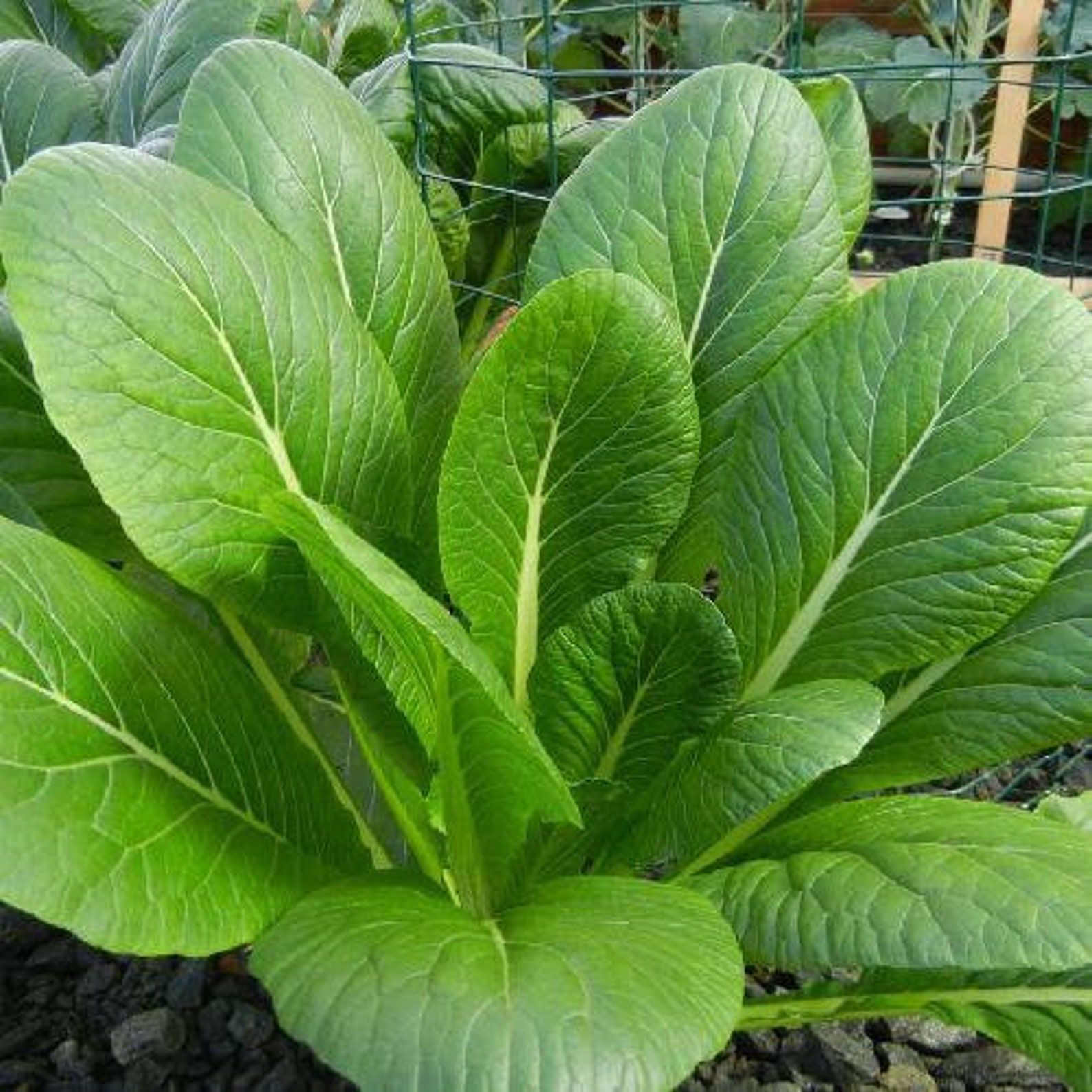 800 Tendergreen Mustard Spinach Seeds Garden Fresh Usa Etsy