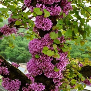 40 Judas Tree Seeds Mediterranean Redbud Plant Fast Purple - Etsy