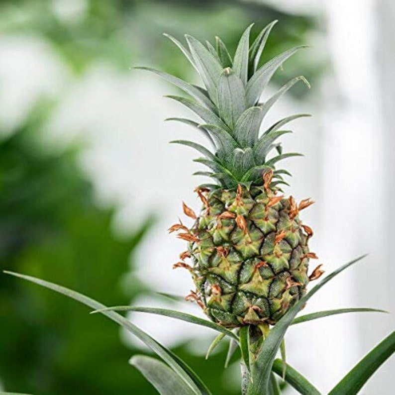 Pineapple Elite Gold Live Plant Edible Fruit Ananas Comosus | Etsy
