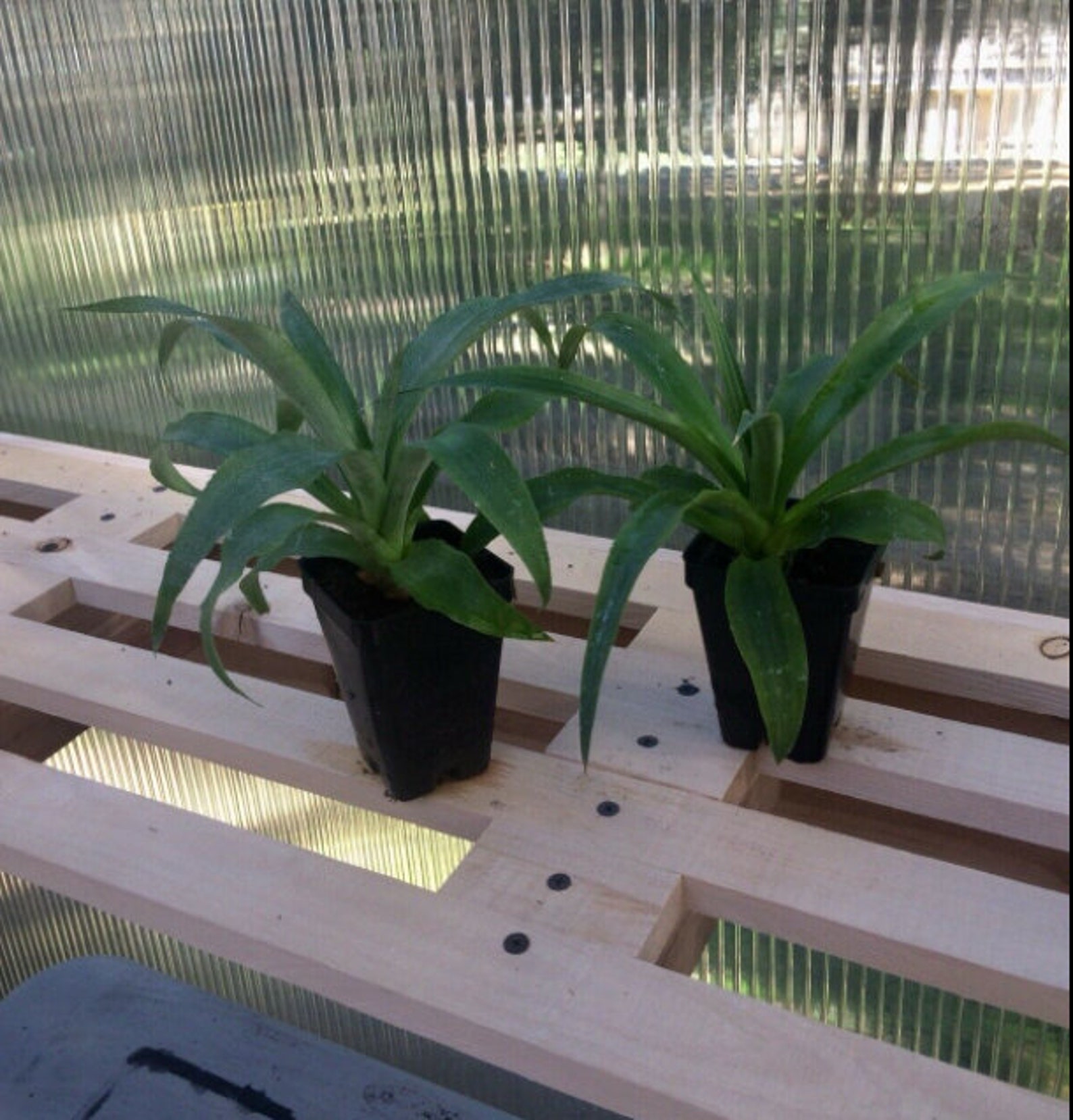 Pineapple Elite Gold Live Plant Edible Fruit Ananas Comosus | Etsy