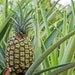 Pineapple Elite Gold Live Plant Edible Fruit Ananas Comosus Garden ...