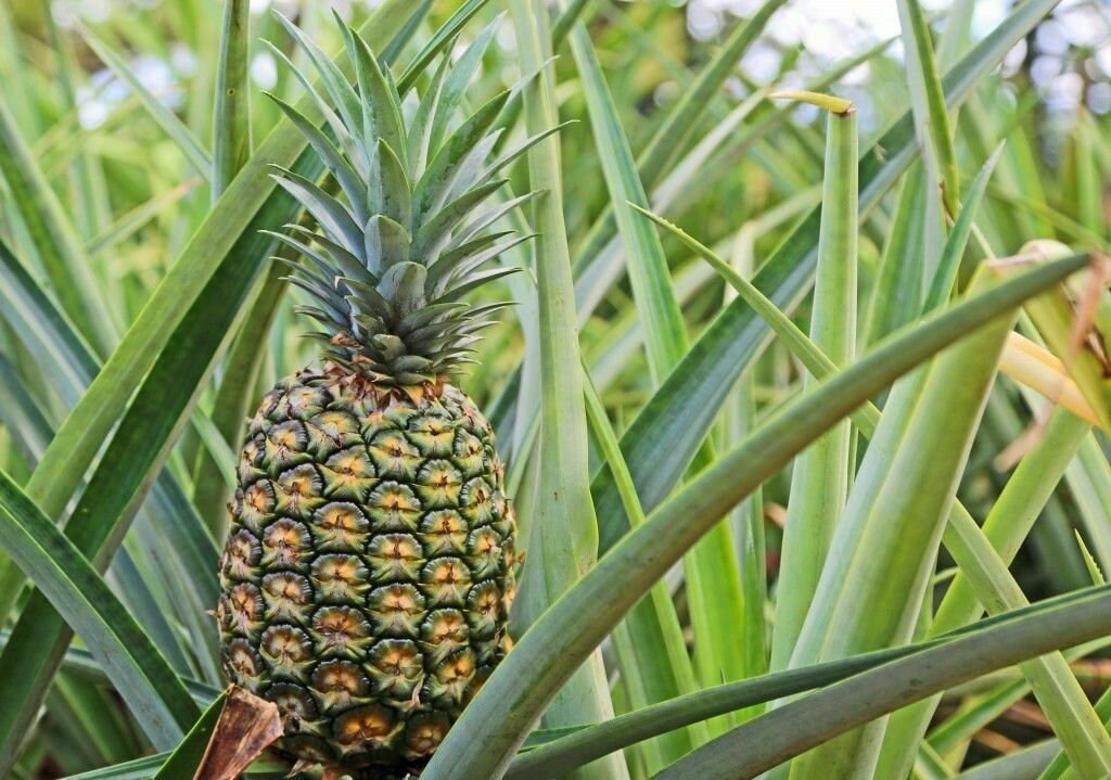 Pineapple Elite Gold Live Plant Edible Fruit Ananas Comosus - Etsy