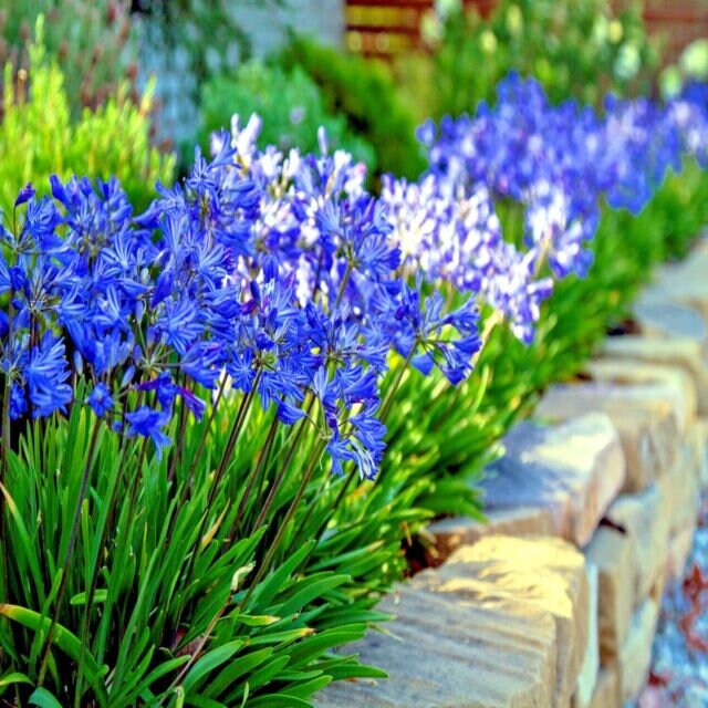Agapanthus Peter Pan Blue