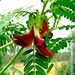20 Hummingbird Tree Seeds (sesbania Grandiflora) "agati" Flower Plant ...