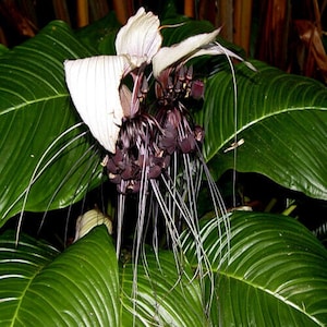 10 White Bat Orchid Flower Seeds (tacca Integrifolia) Exotic Tropical ...