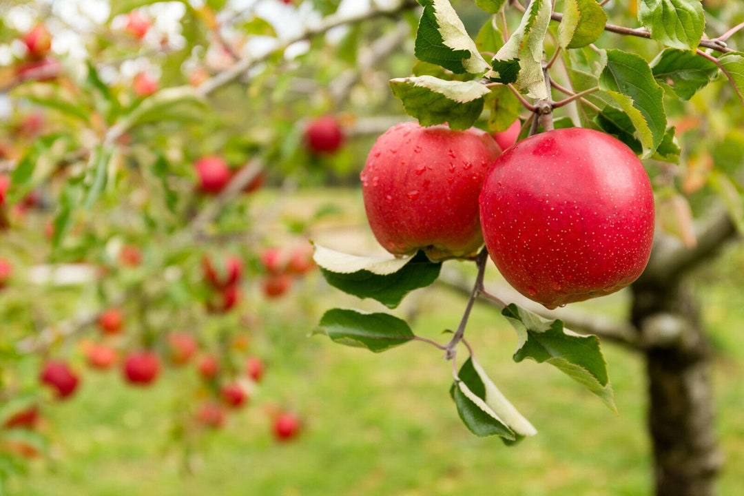 20 Seeds Paradise Apple (malus Domestica) | Edible Sweet Fruit Tree - Etsy