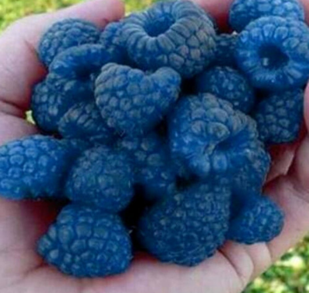 50+ Seeds Blue Raspberry Bush SWEET EDIBLE Berry Fruits - Etsy