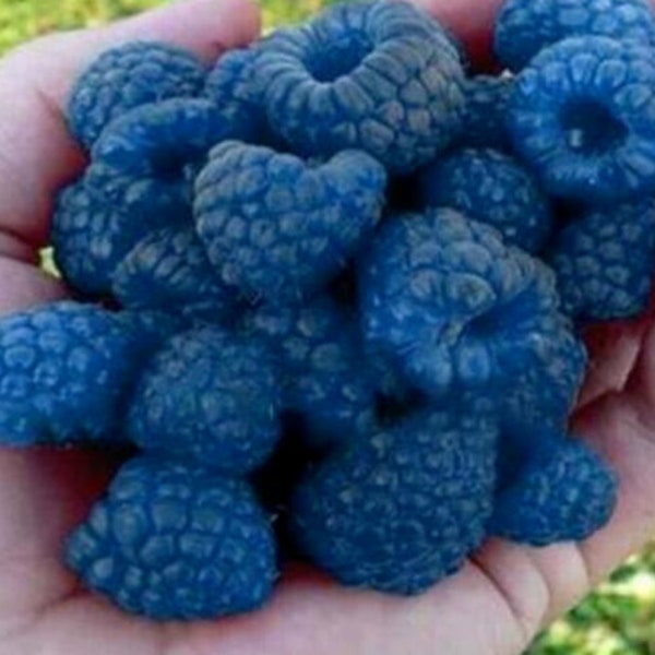 Raspberry Seeds - Etsy