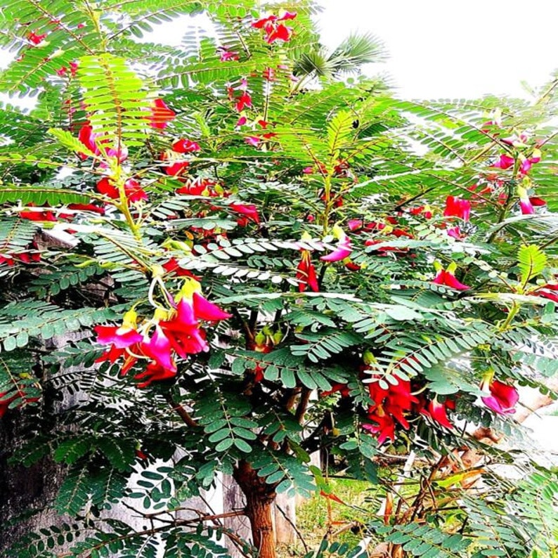 20 Hummingbird Tree Seeds sesbania Grandiflora - Etsy