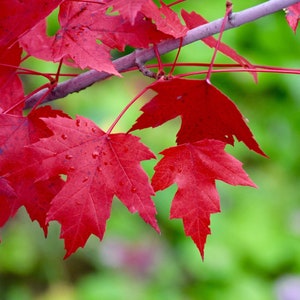 40 Seeds Fast Growing Tree Red Maple acer Rubrum - Etsy