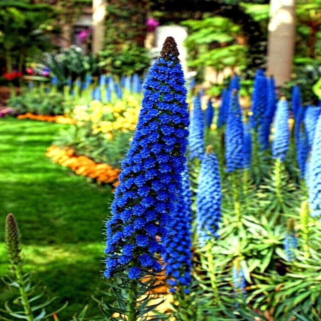 PRIDE OF MADEIRA 20 Flower Seeds Echium Fastuosum Blue Tower of Jewels ...